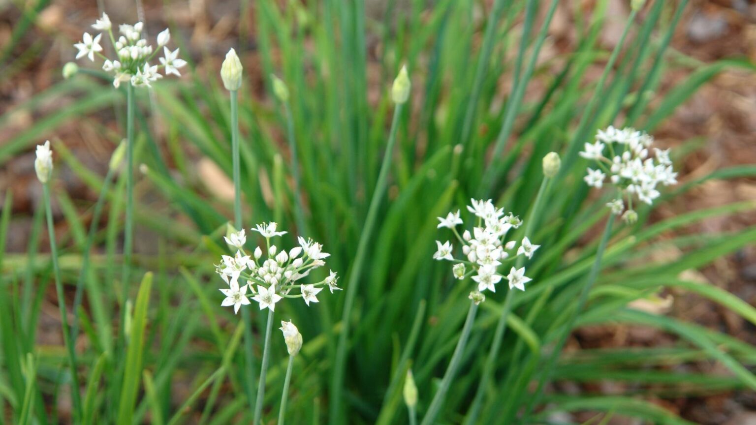 How to Plant, Grow, and Care for Garlic Chives