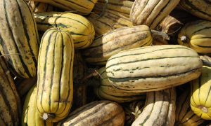 Growing Delicata Squash For Autumn Flavor - Epic Gardening