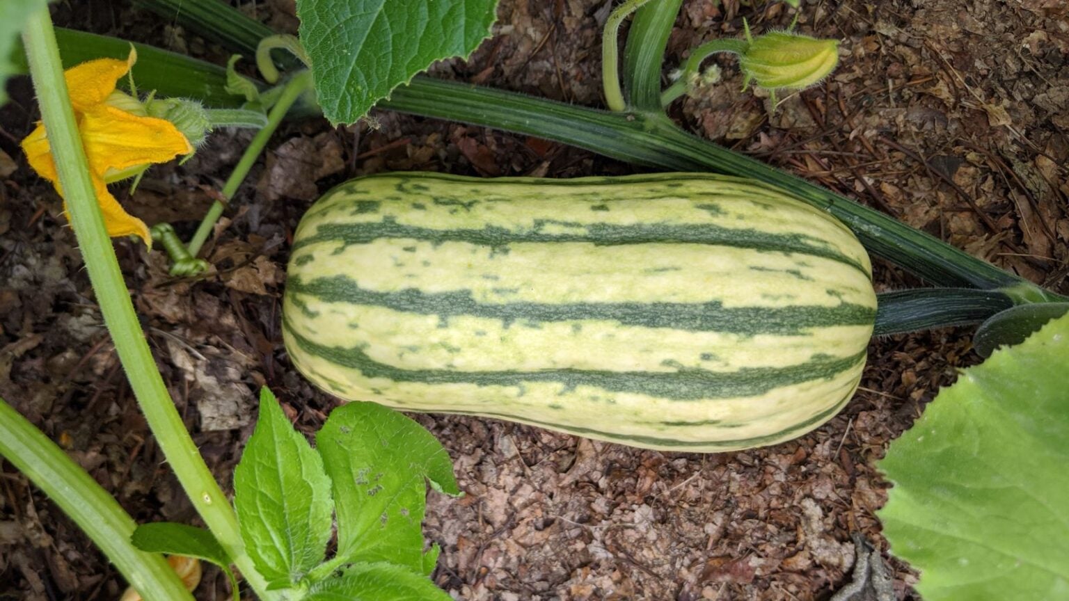 How to Plant, Grow, and Care for Delicata Squash