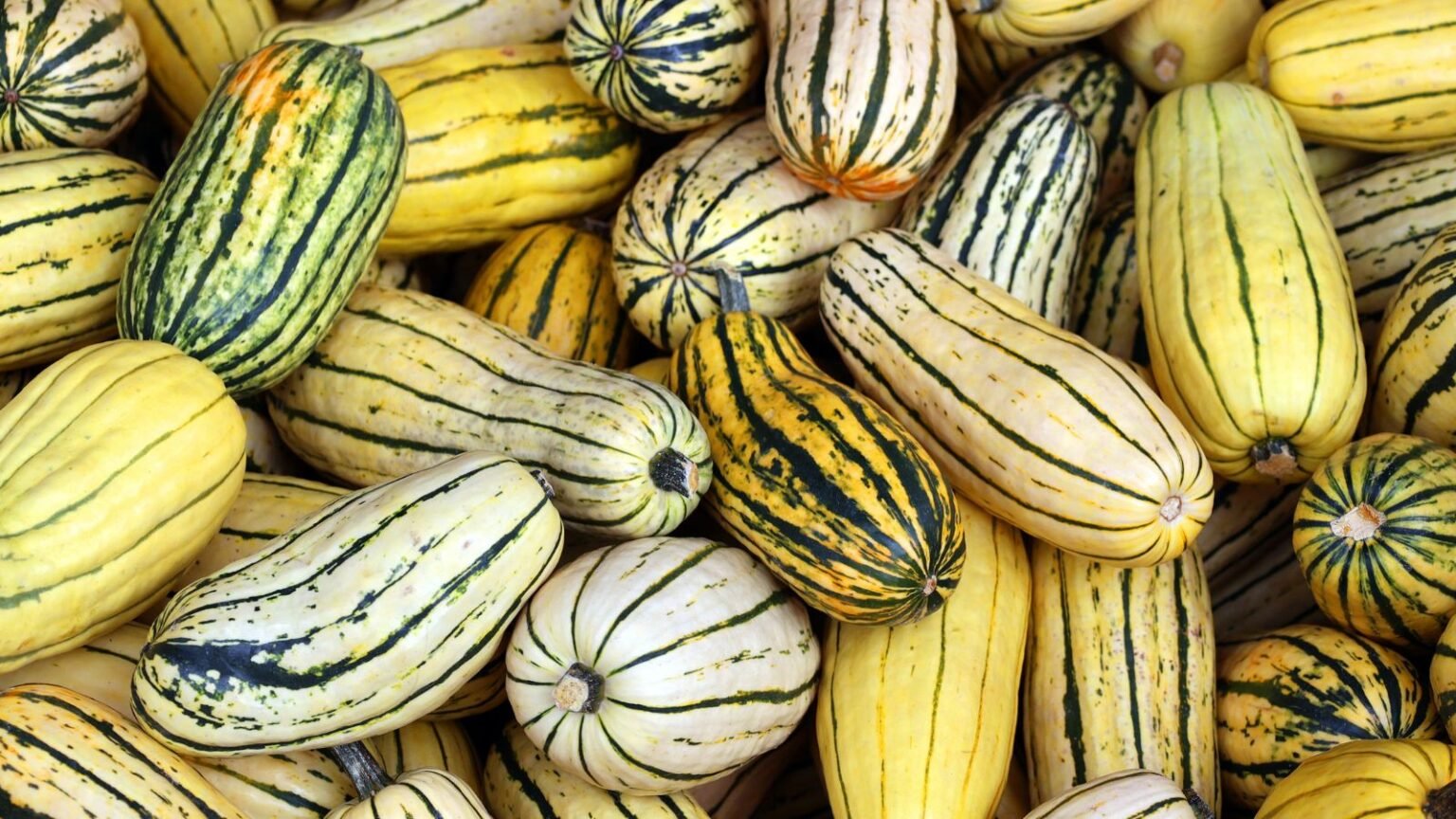 How to Plant, Grow, and Care for Delicata Squash