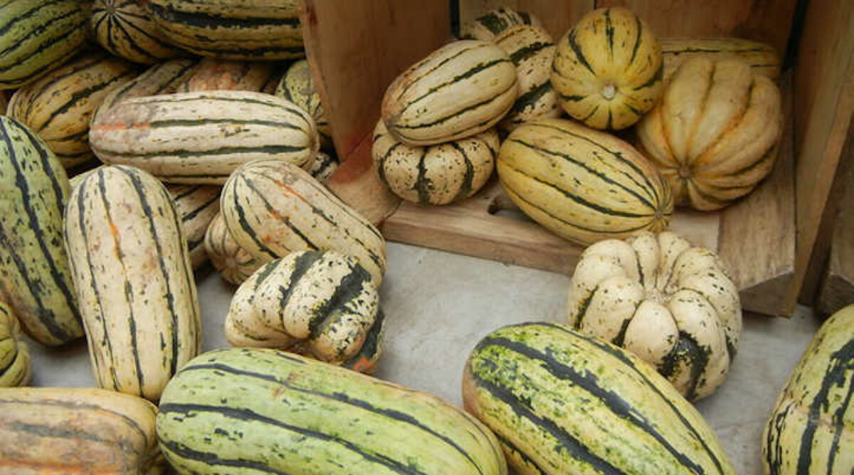 How to Plant, Grow, and Care for Delicata Squash