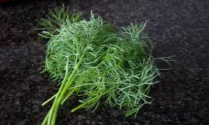 How To Harvest Dill And Store It For Later - Epic Gardening