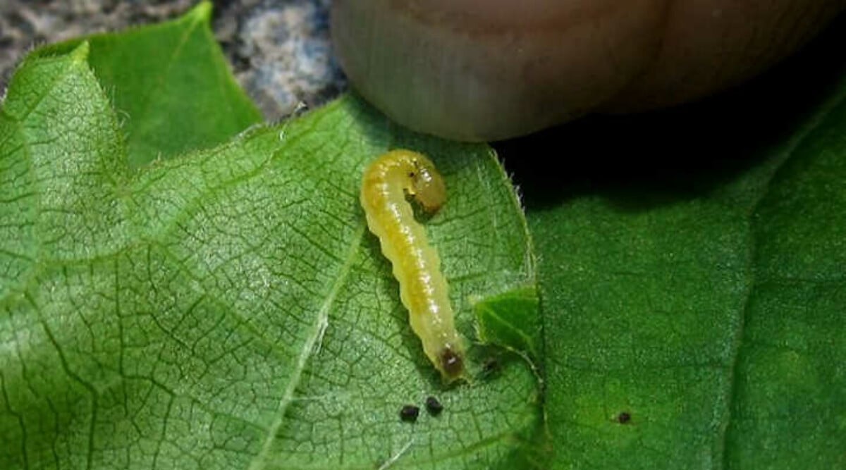 How to Identify and Control Leafrollers - Epic Gardening