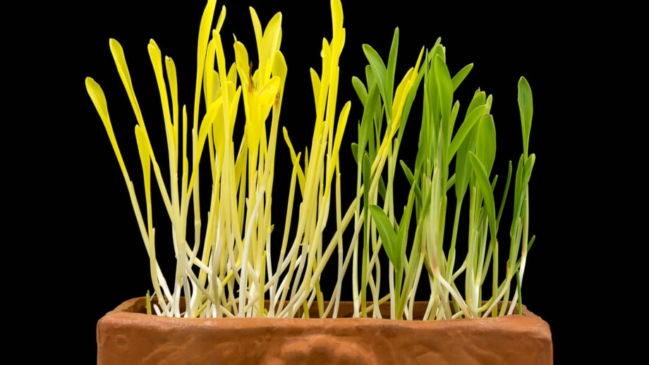 How To Grow Corn Microgreens in 6 Easy Steps