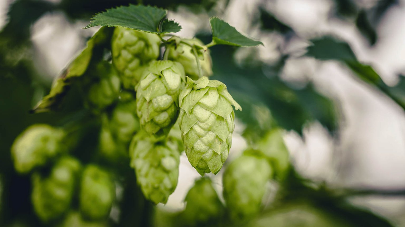 How to Plant, Grow, and Care for Hops