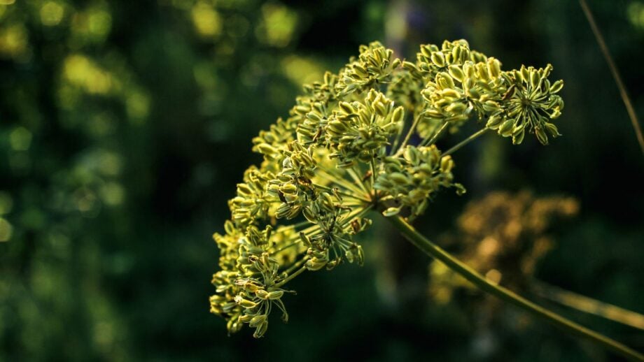 How to Plant, Grow, and Care for Anise