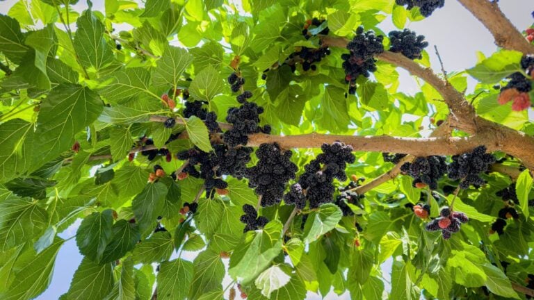How to Plant, Grow, and Care for a Mulberry Tree
