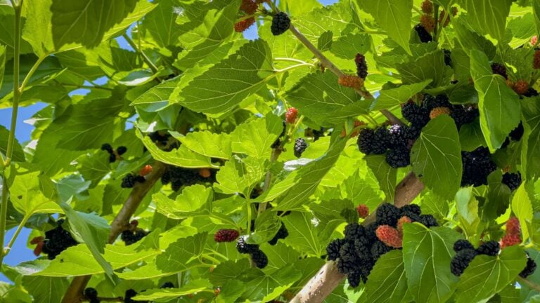 How to Plant, Grow, and Care for a Mulberry Tree