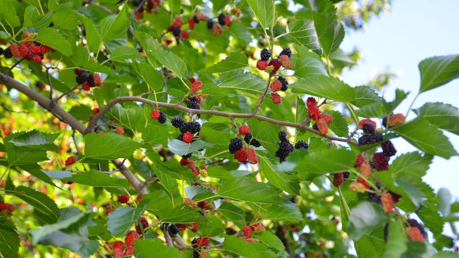 How to Plant, Grow, and Care for a Mulberry Tree
