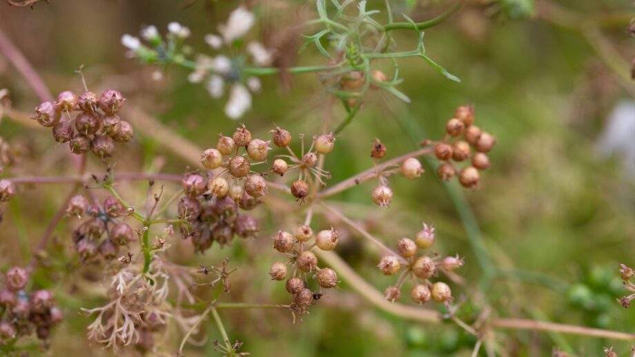 Anise Plant: Growing Aniseed At Home - Epic Gardening