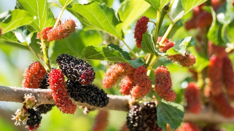 How to Plant, Grow, and Care for a Mulberry Tree