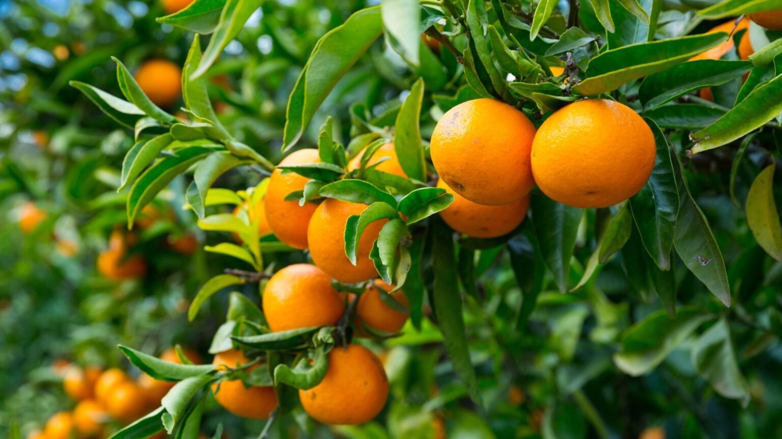 How to Plant, Grow, and Care for a Mandarin Tree