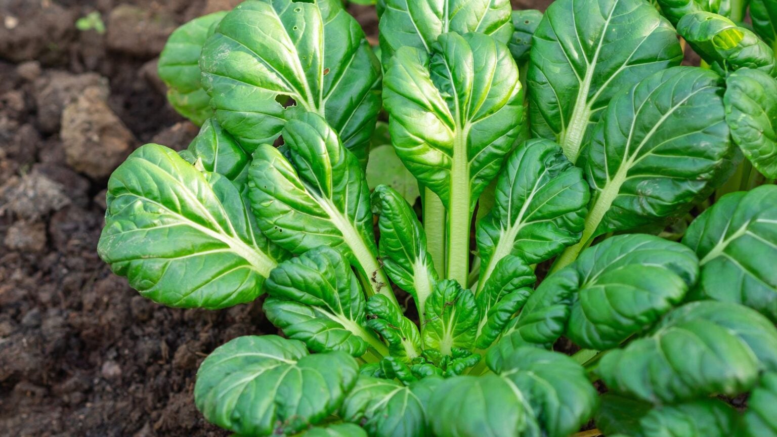 How to Plant, Grow, and Care for Tatsoi