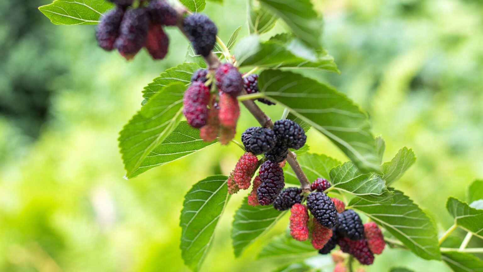 How to Plant, Grow, and Care for a Mulberry Tree