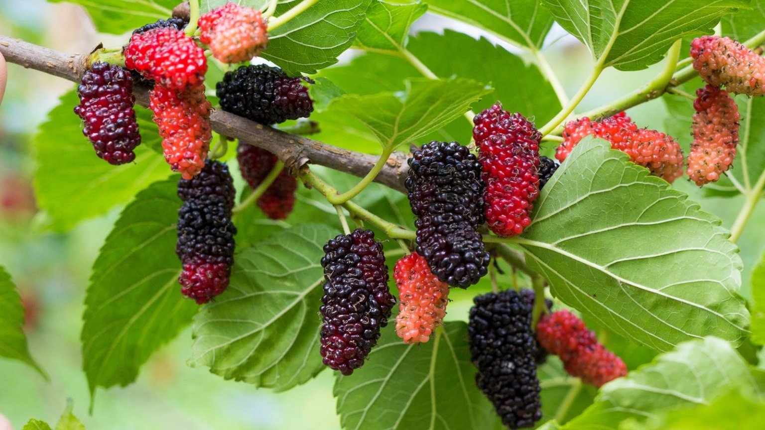 How to Plant, Grow, and Care for a Mulberry Tree