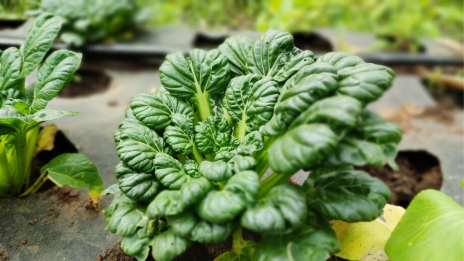 How to Plant, Grow, and Care for Tatsoi