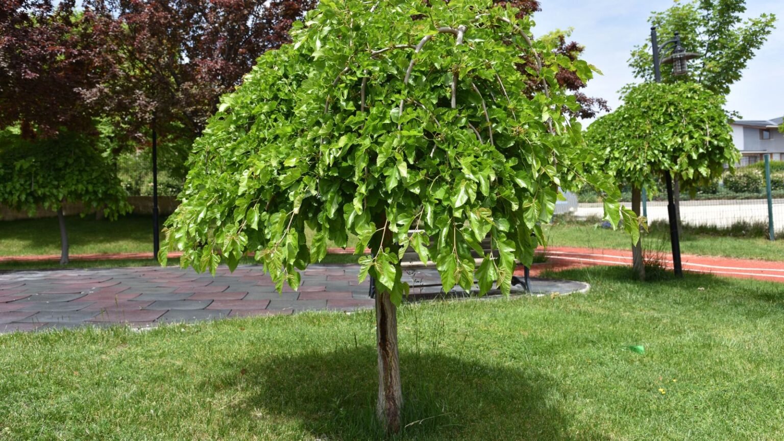 How to Plant, Grow, and Care for a Mulberry Tree