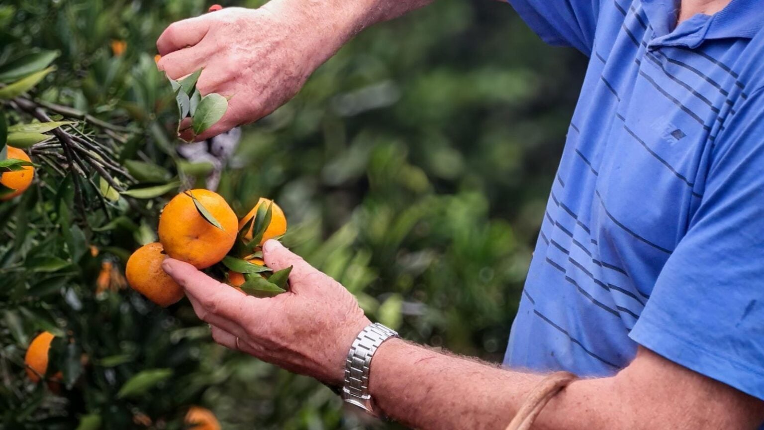 How to Plant, Grow, and Care for a Mandarin Tree