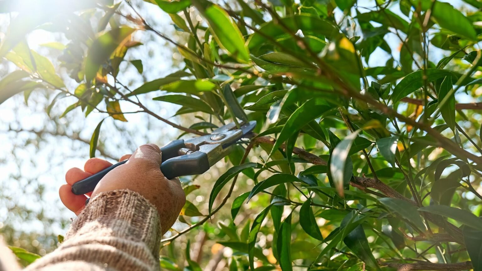 How to Plant, Grow, and Care for a Mandarin Tree