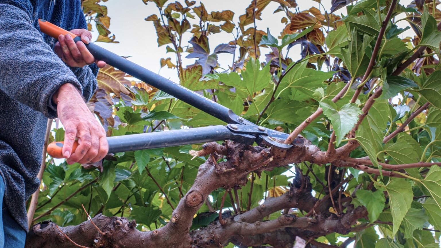 How to Plant, Grow, and Care for a Mulberry Tree