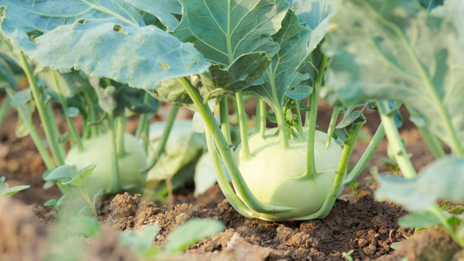 How to Plant, Grow, and Care for Kohlrabi