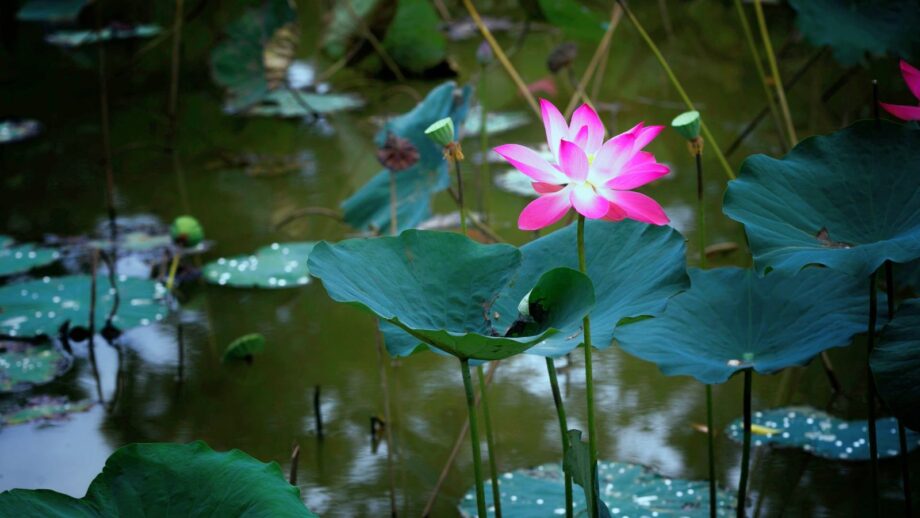 How to Plant, Grow, and Care for Lotus Root