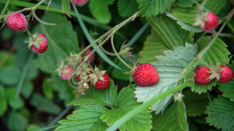 How to Plant, Grow, and Care for Alpine Strawberries