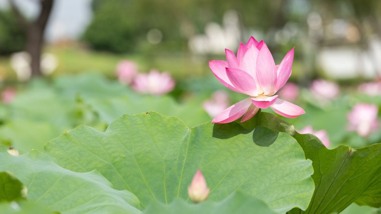 How to Plant, Grow, and Care for Lotus Root