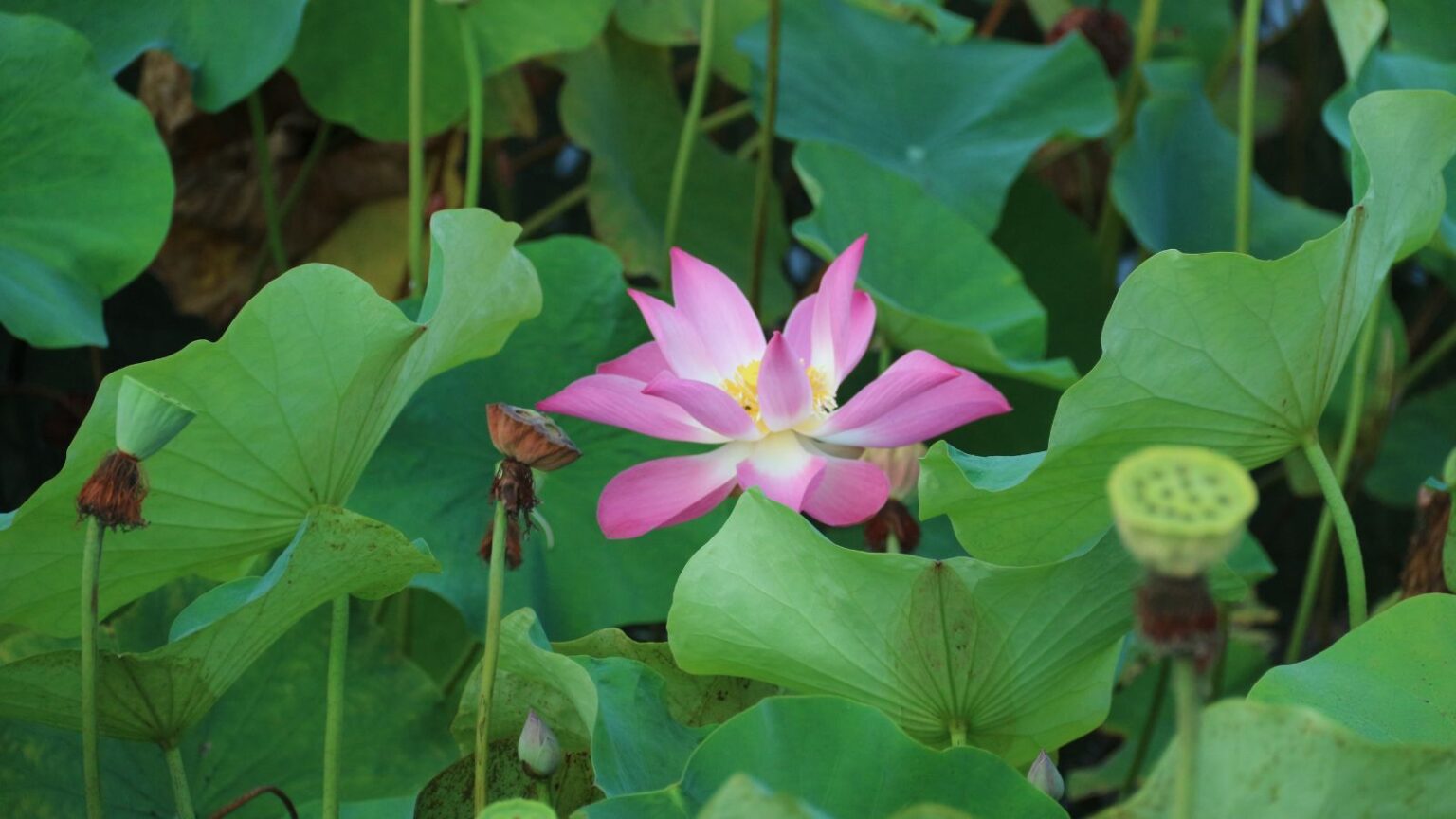 How to Plant, Grow, and Care for Lotus Root