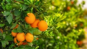 How to Plant, Grow, and Care for a Mandarin Tree