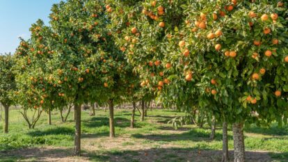 How to Plant, Grow, and Care for a Mandarin Tree
