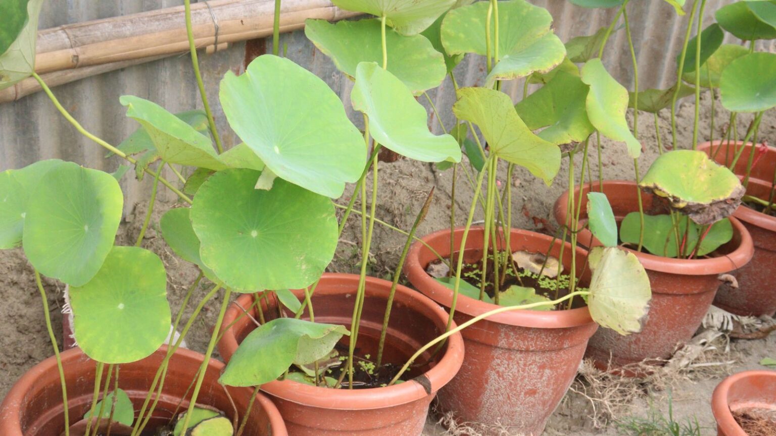 How to Plant, Grow, and Care for Lotus Root