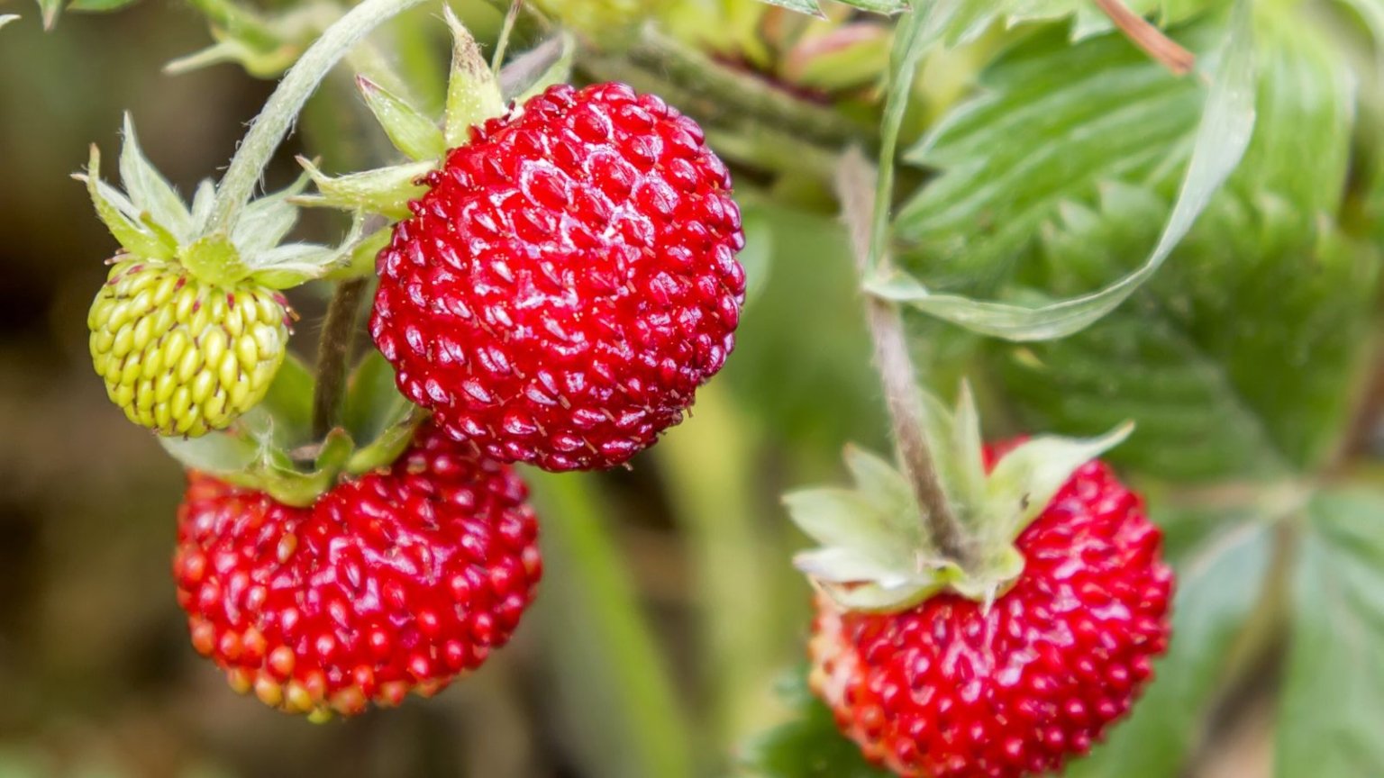 How to Plant, Grow, and Care for Alpine Strawberries