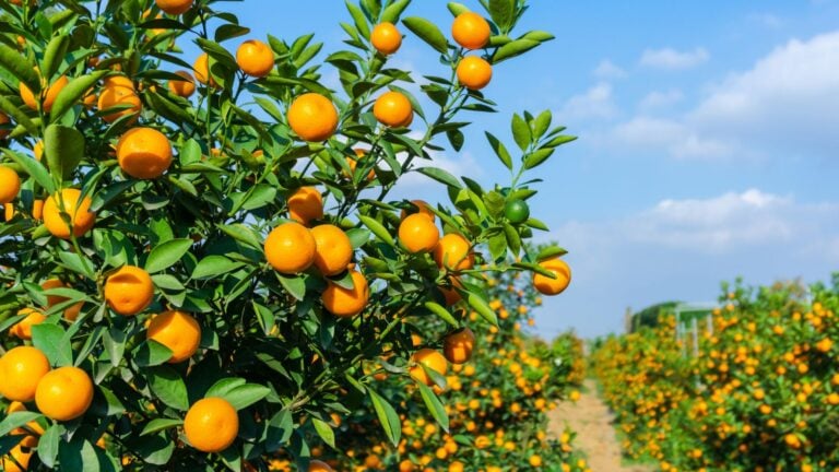 How to Plant, Grow, and Care for a Mandarin Tree