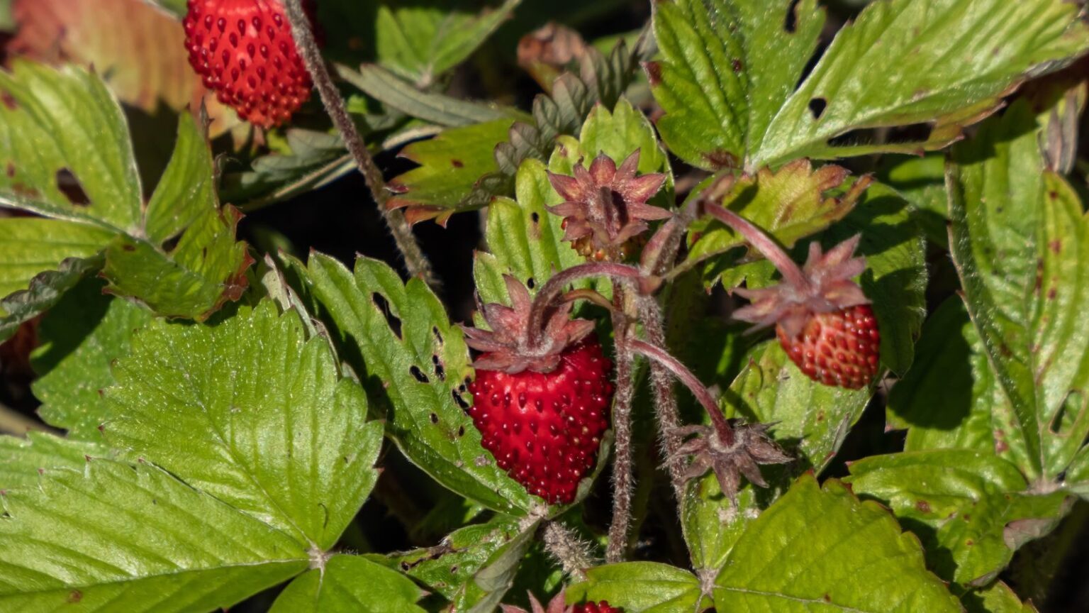 How to Plant, Grow, and Care for Alpine Strawberries