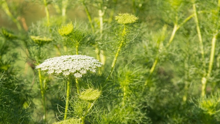 How to Plant, Grow, and Care for Anise