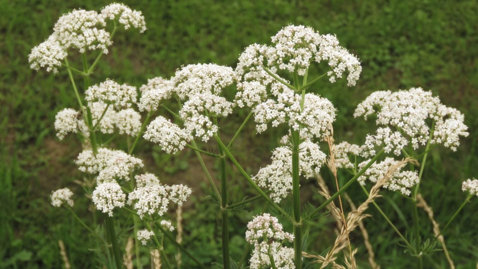 How to Plant, Grow, and Care for Anise