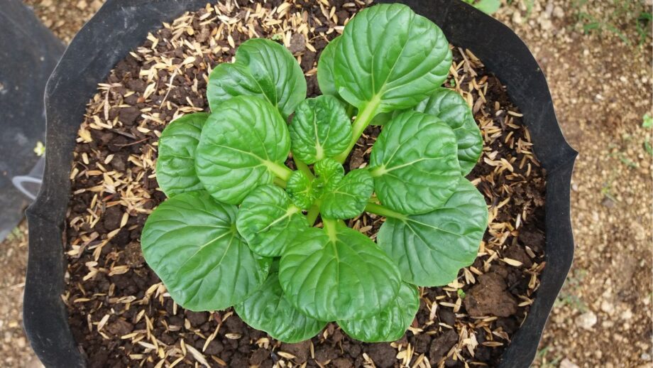 How to Plant, Grow, and Care for Tatsoi