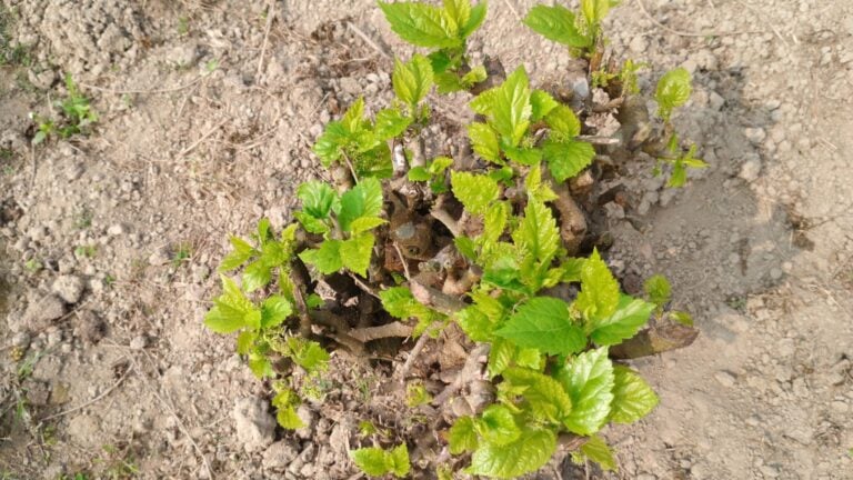 How to Plant, Grow, and Care for a Mulberry Tree