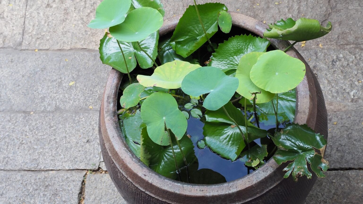 How to Plant, Grow, and Care for Lotus Root