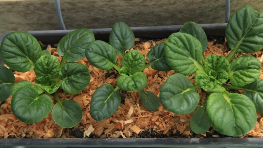 How to Plant, Grow, and Care for Tatsoi