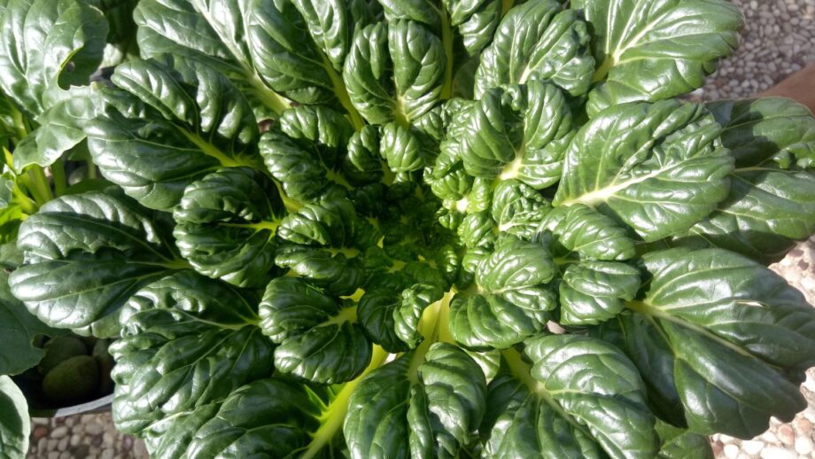 How to Plant, Grow, and Care for Tatsoi