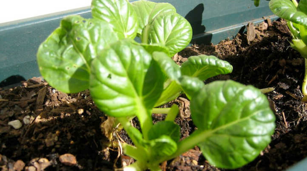 Growing Tatsoi, The Spoon-Shaped Mustard - Epic Gardening