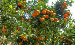 Mandarin Tree Care: Growing Mandarins At Home - Epic Gardening