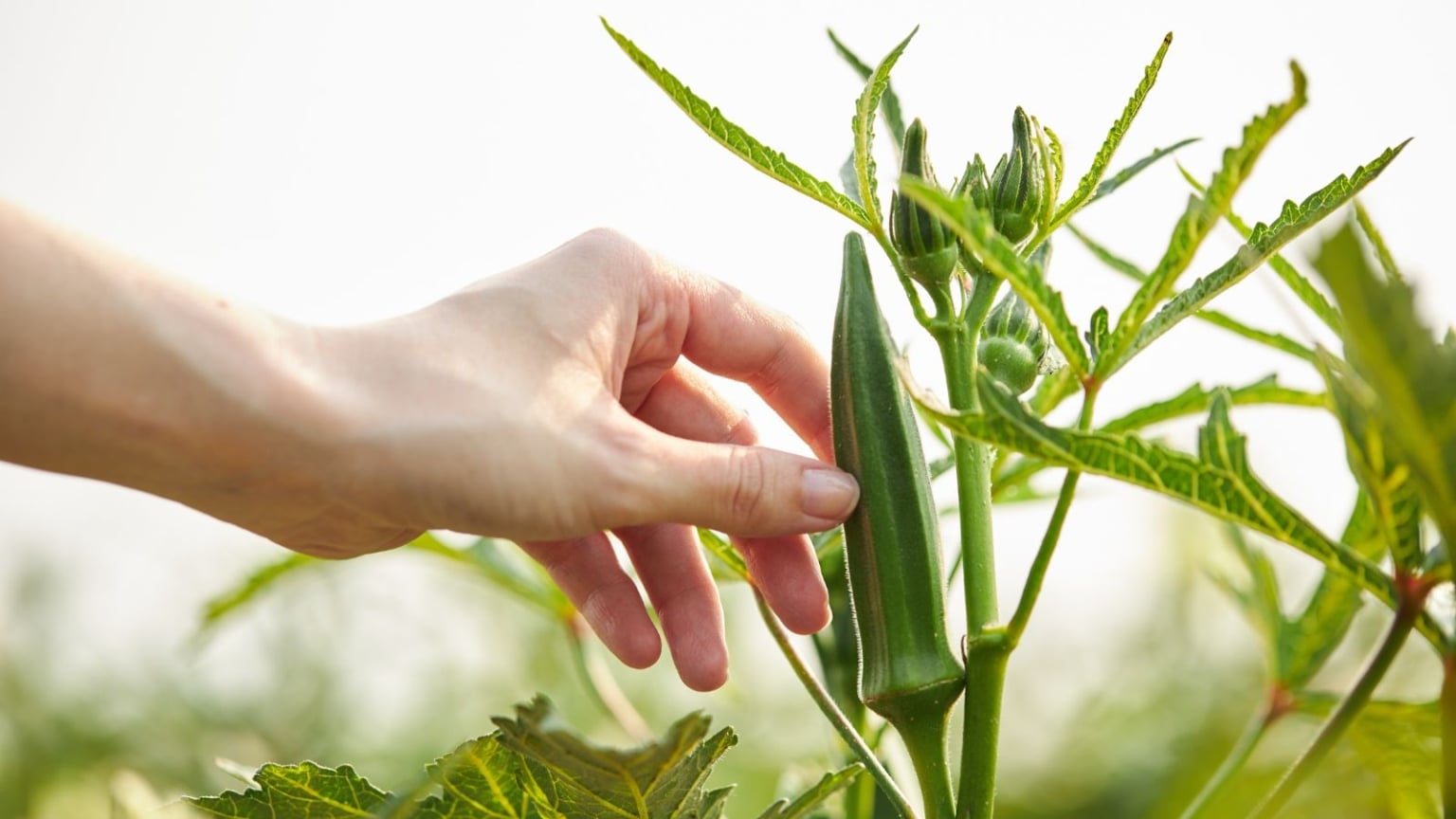 The Best (and Worst) Okra Companion Plants