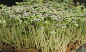 How to Grow Mustard Microgreens Fast and Easy - Epic Gardening