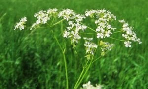 Anise Plant: Growing Aniseed At Home - Epic Gardening