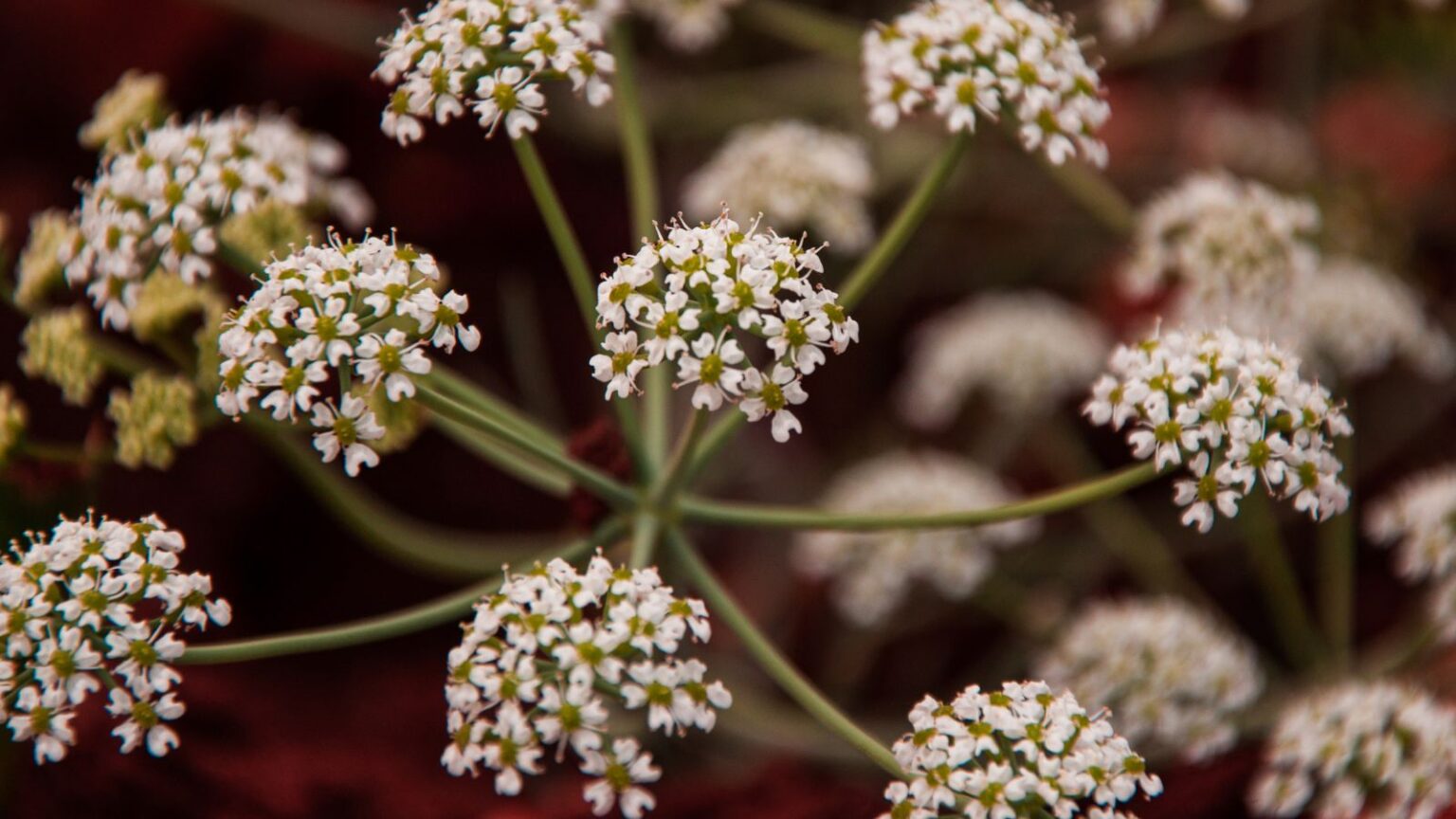 How to Plant, Grow, and Care for Anise