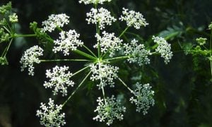 Anise Plant: Growing Aniseed At Home - Epic Gardening