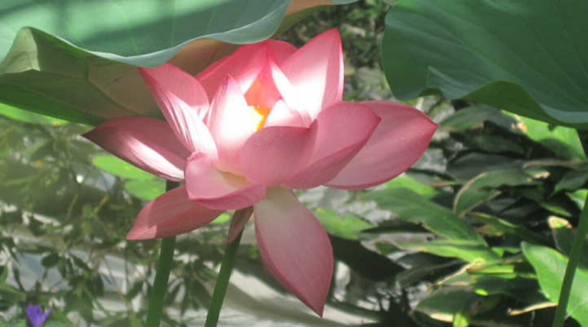 How to Grow Lotus Root For A Peaceful Pond - Epic Gardening